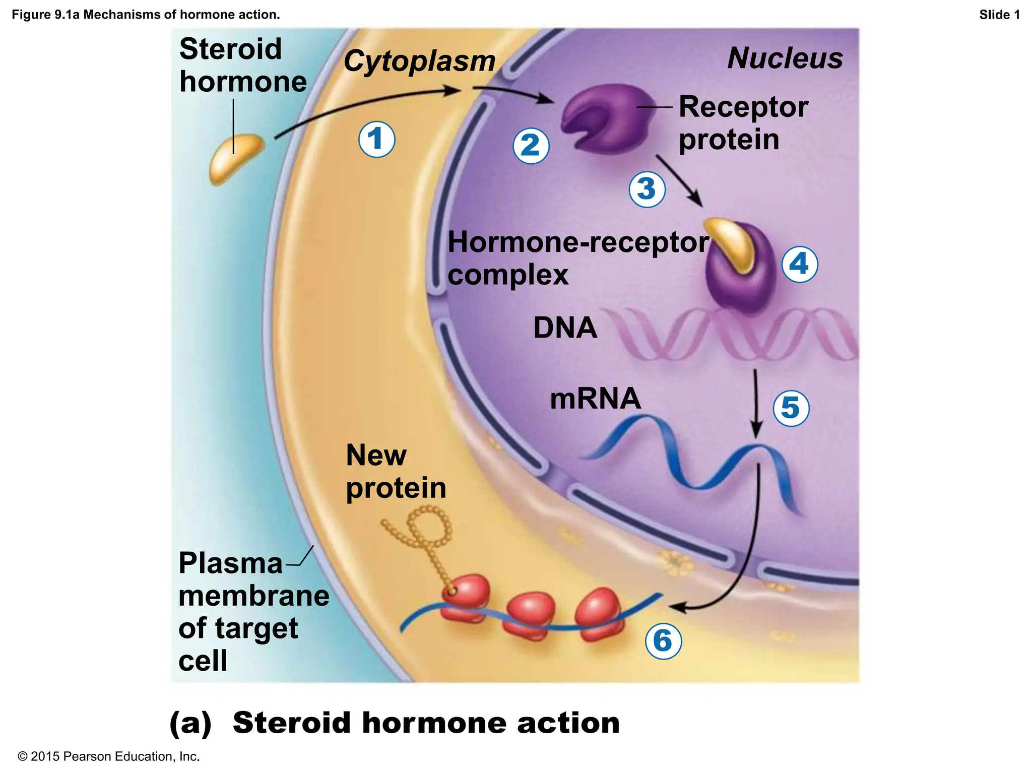 Endocrine system PowerPoint presentation | PPT