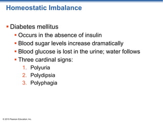 Endocrine system PowerPoint presentation | PPT