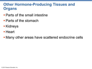 Endocrine system PowerPoint presentation | PPT