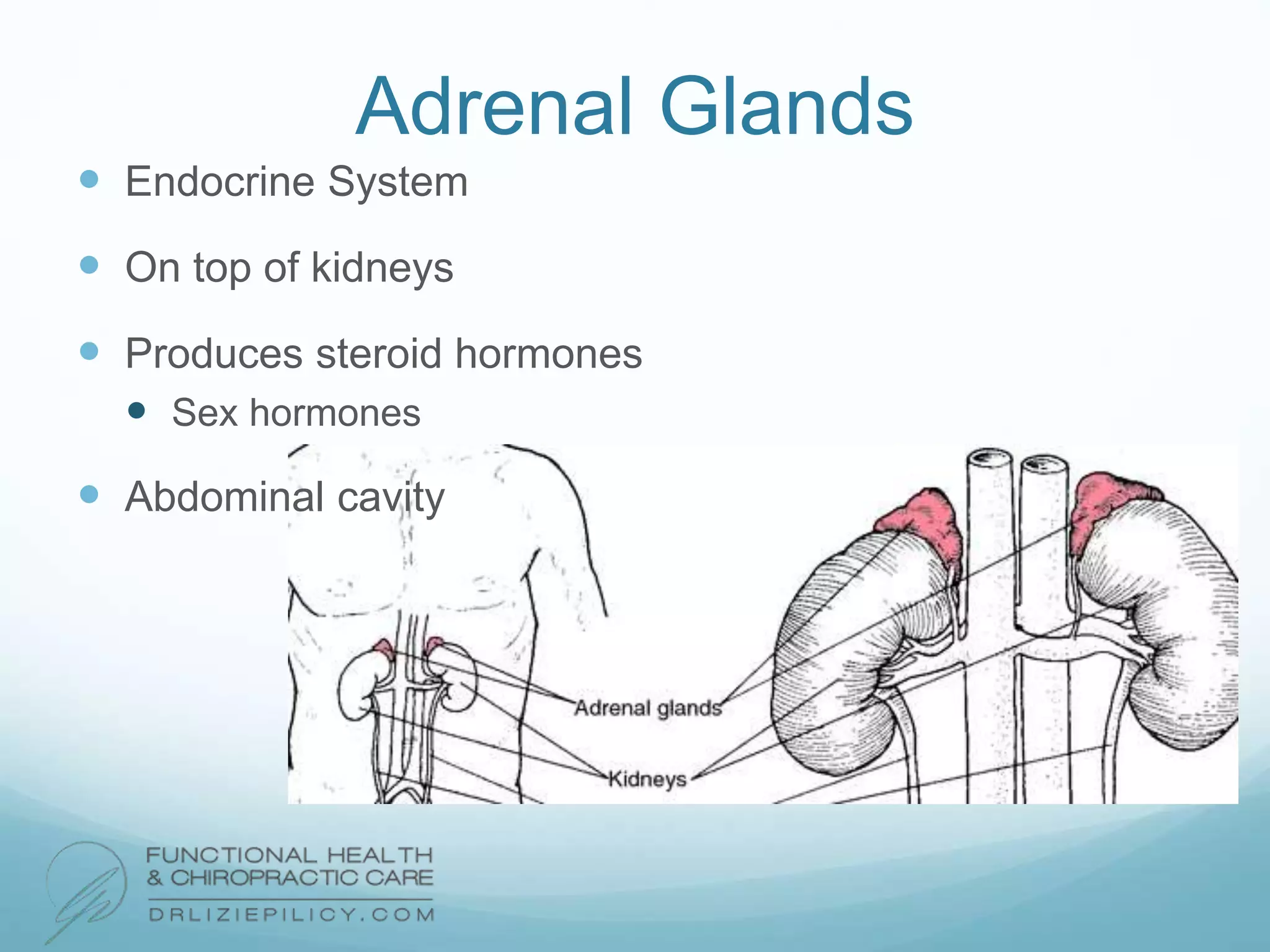 Endocrine and Lymphatic System | PPTX