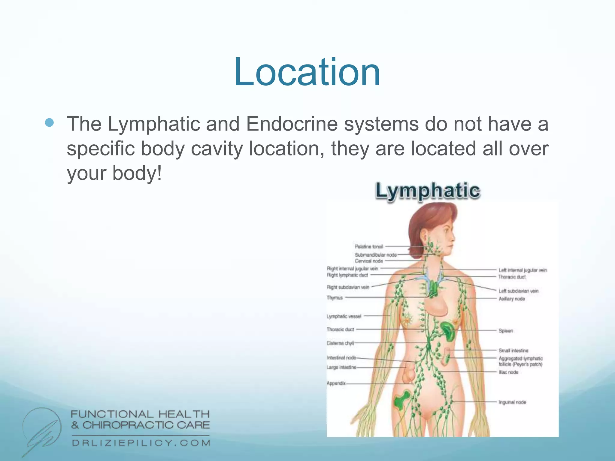 Endocrine and Lymphatic System | PPTX