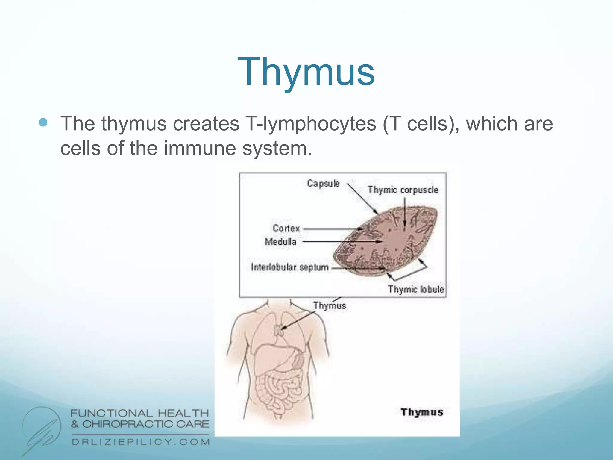 Endocrine and Lymphatic System | PPTX