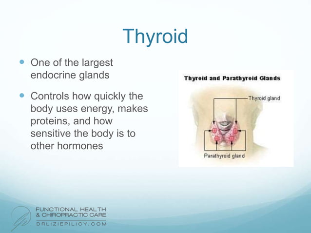 Endocrine and Lymphatic System | PPT