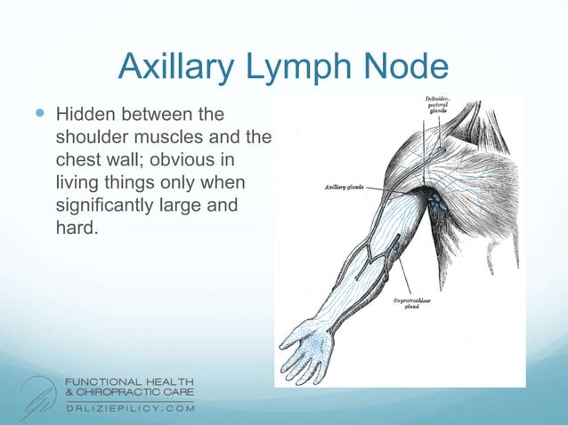 Endocrine and Lymphatic System | PPTX