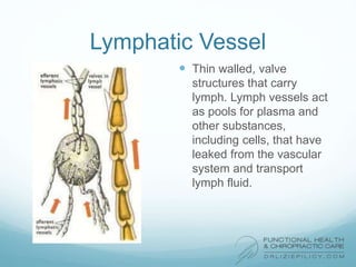 Endocrine and Lymphatic System | PPTX