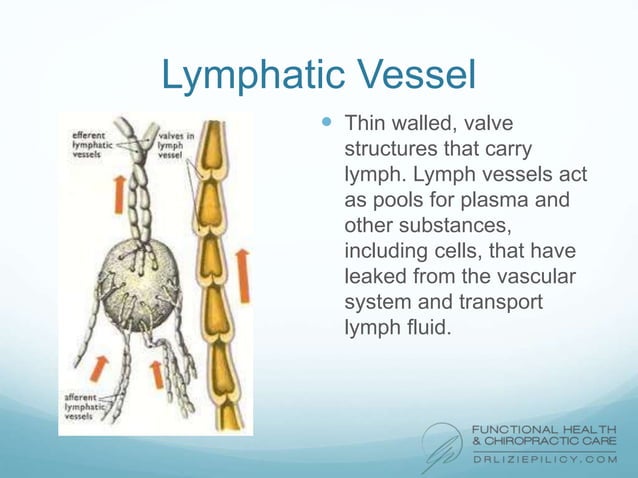 Endocrine and Lymphatic System | PPTX