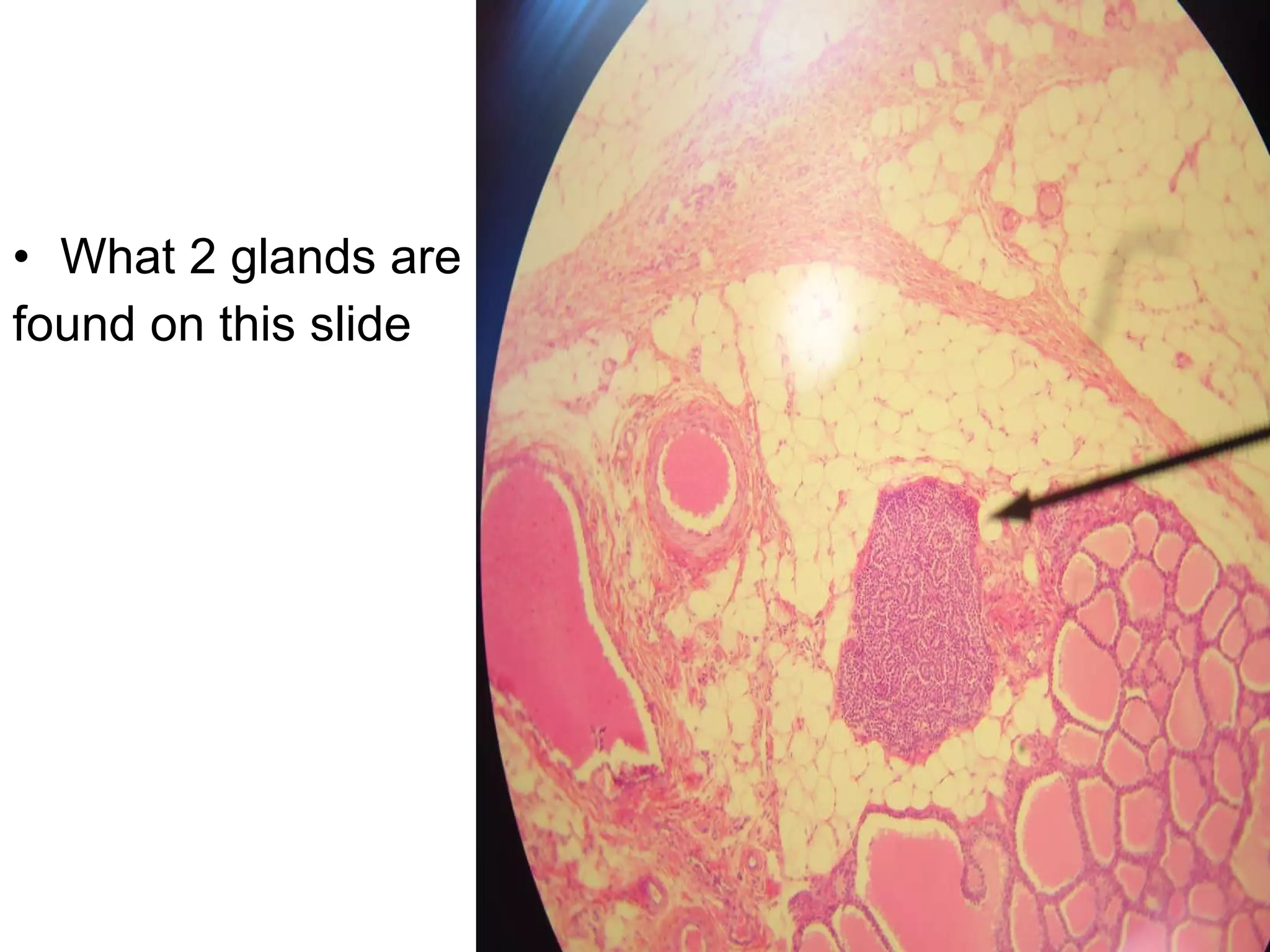 Endocrine And Nervous Slides | PPT