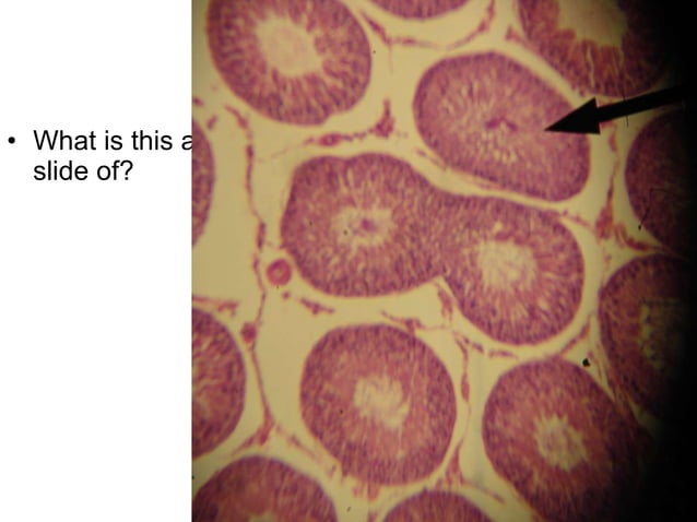Endocrine And Nervous Slides | PPT