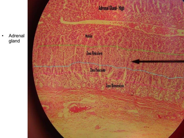 Endocrine And Nervous Slides | PPT