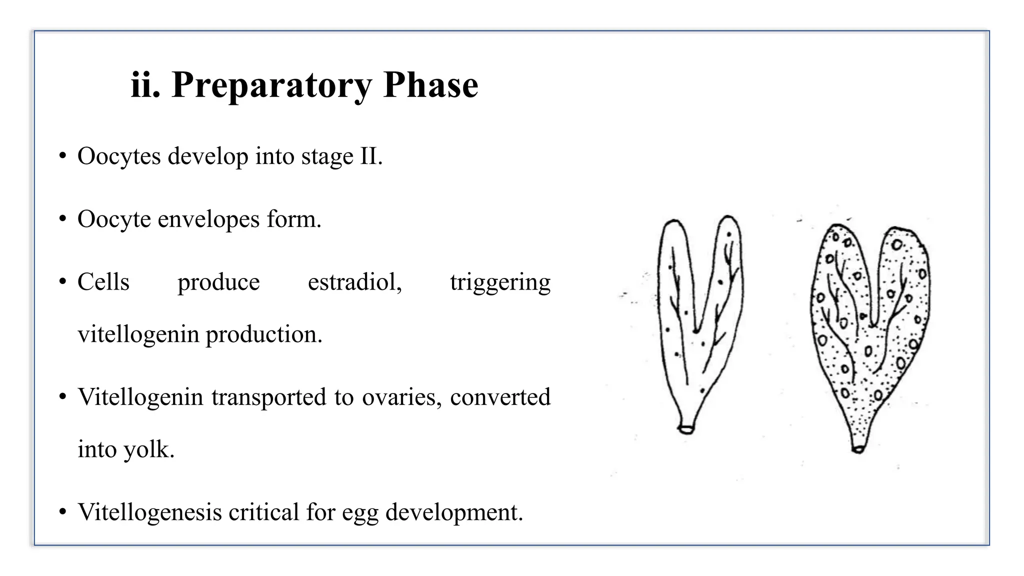 Endocrine control of maturation, spermatogenesis, Oogenesis, Spawning ...