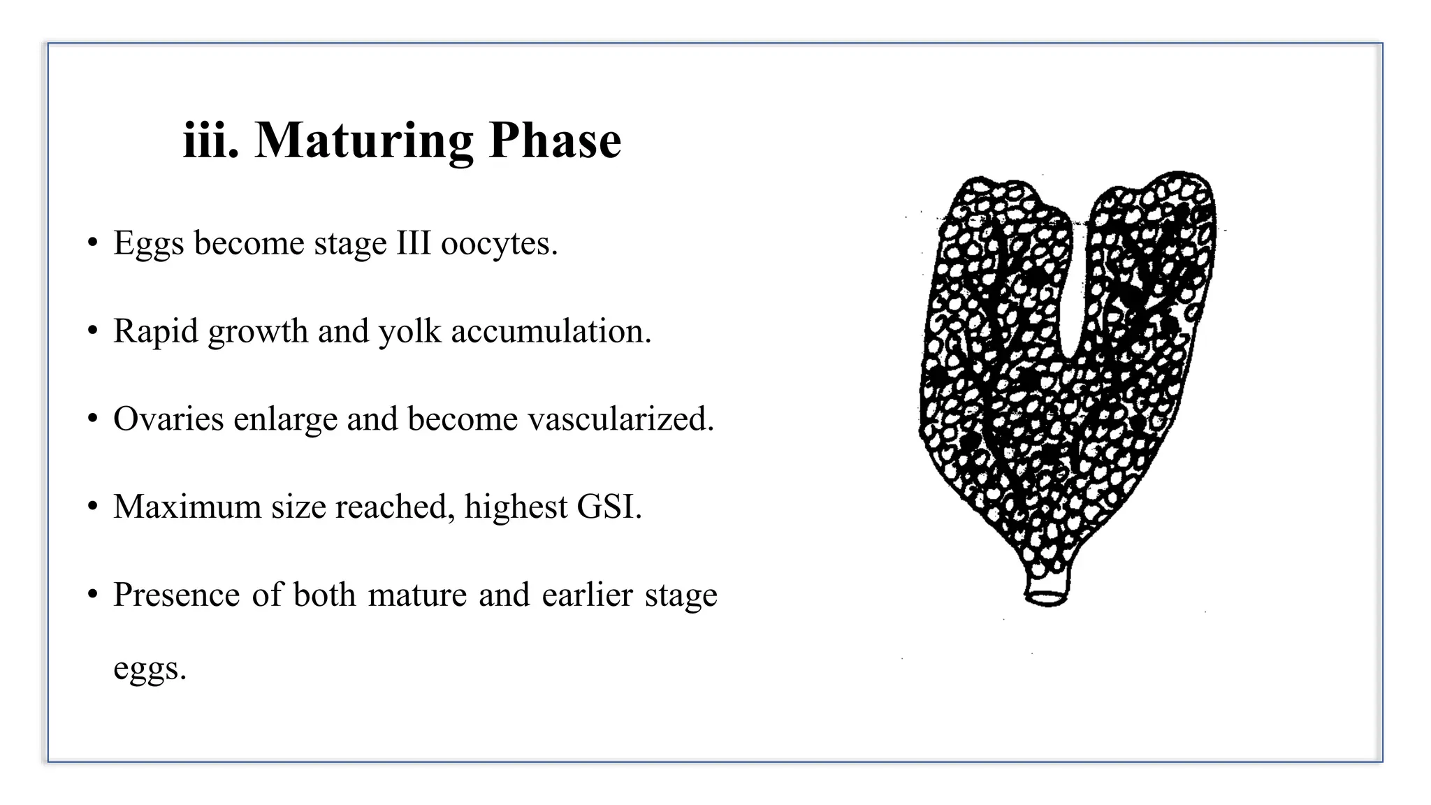Endocrine control of maturation, spermatogenesis, Oogenesis, Spawning ...
