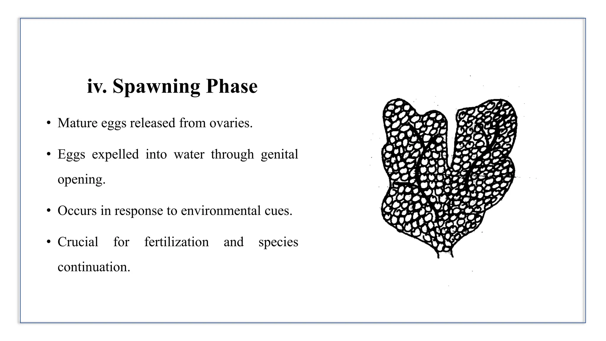 Endocrine control of maturation, spermatogenesis, Oogenesis, Spawning ...
