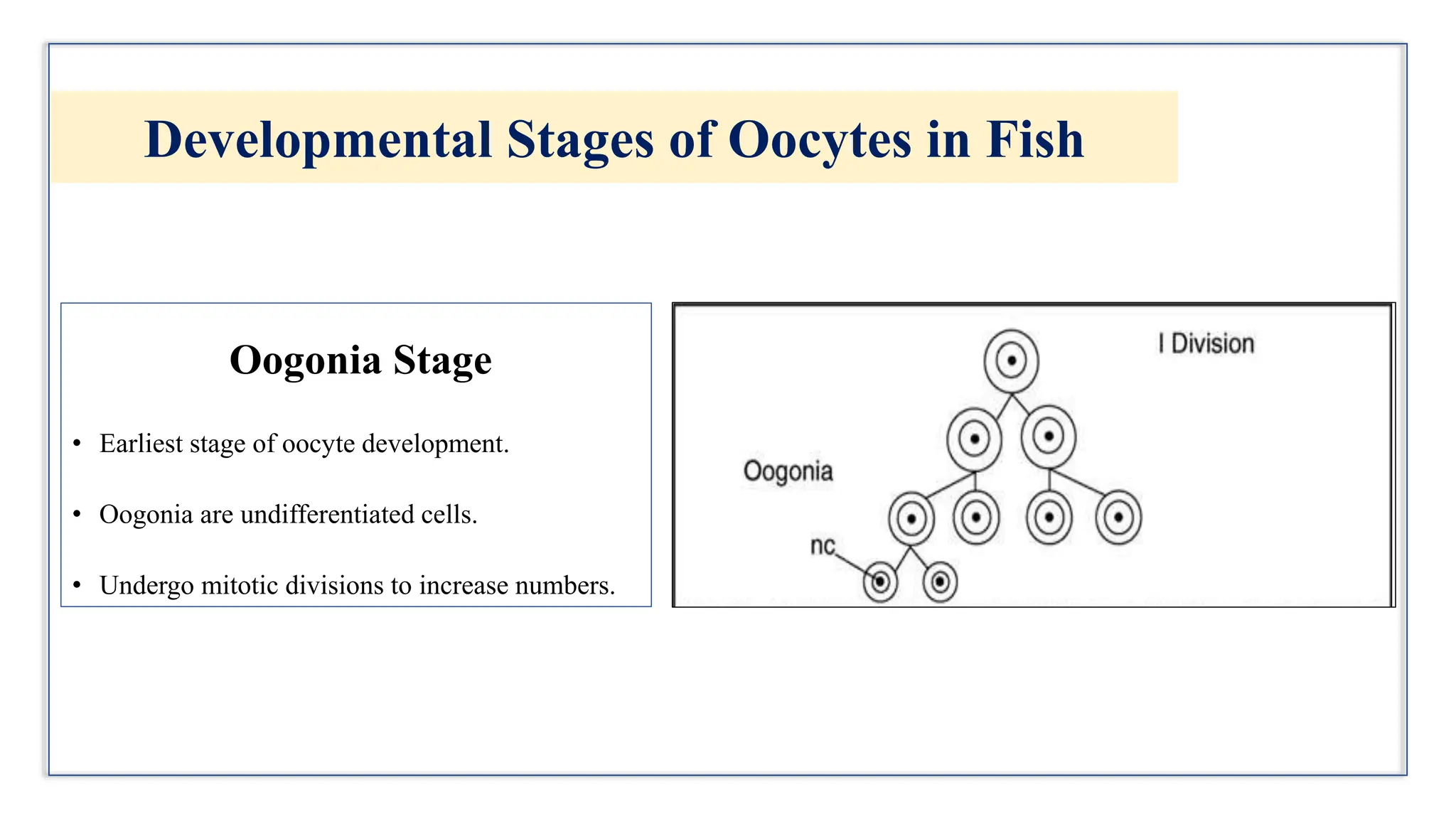 Endocrine control of maturation, spermatogenesis, Oogenesis, Spawning ...