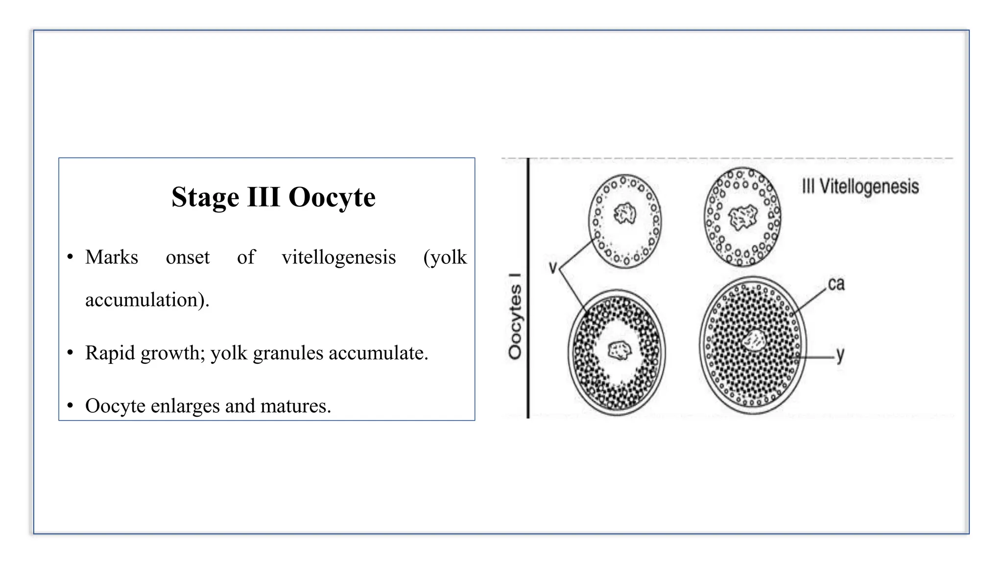 Endocrine control of maturation, spermatogenesis, Oogenesis, Spawning ...