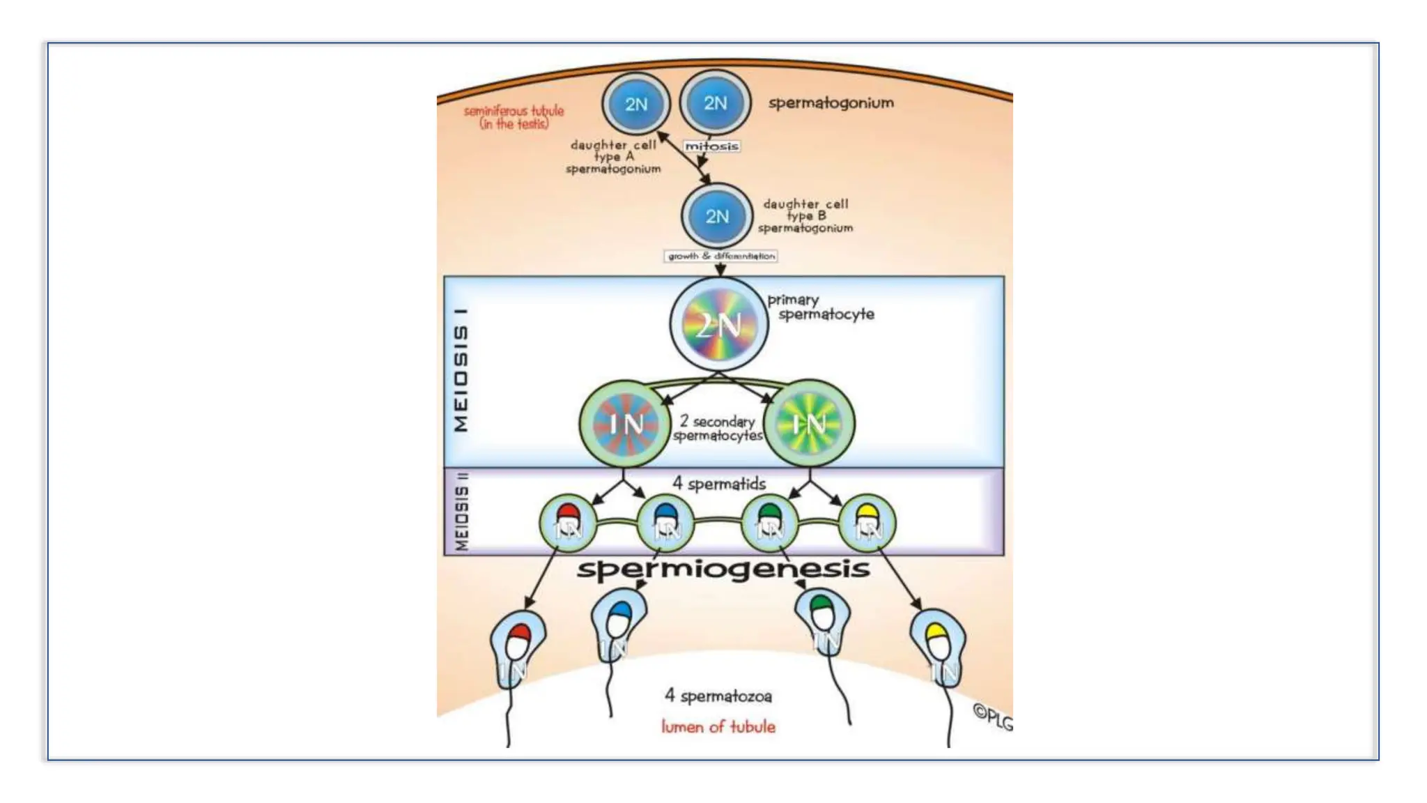 Endocrine control of maturation, spermatogenesis, Oogenesis, Spawning ...