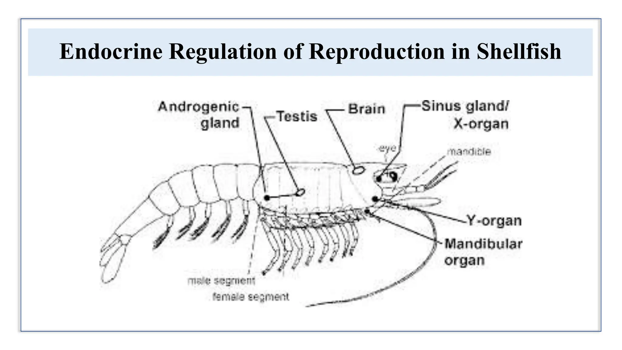 Endocrine control of maturation, spermatogenesis, Oogenesis, Spawning ...