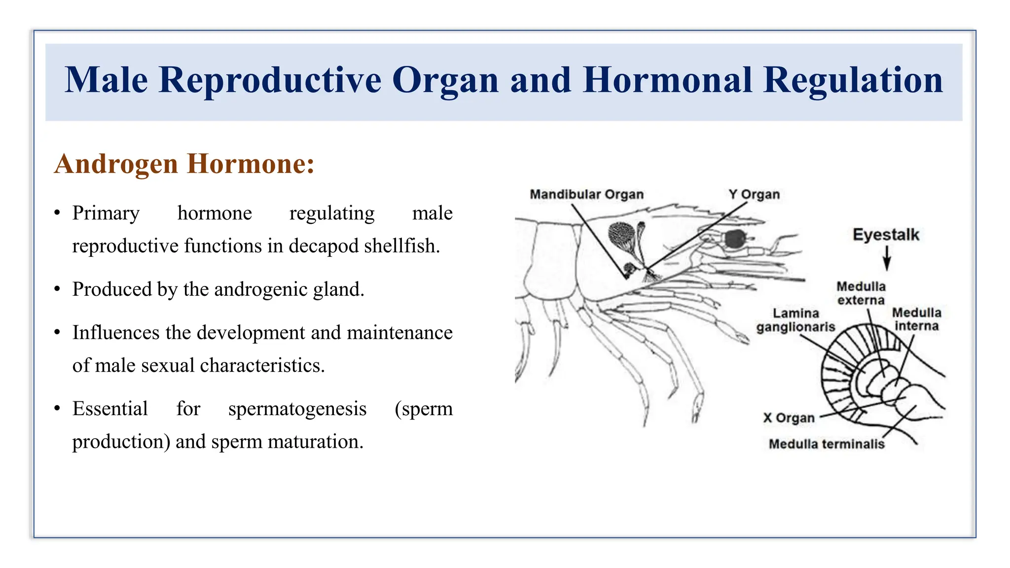 Endocrine control of maturation, spermatogenesis, Oogenesis, Spawning ...