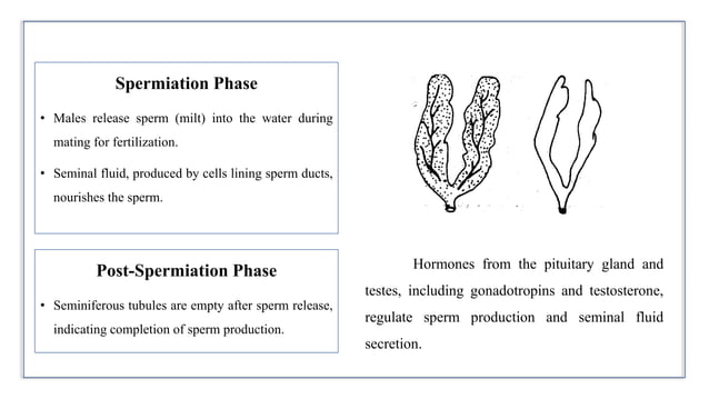 Endocrine control of maturation, spermatogenesis, Oogenesis, Spawning ...