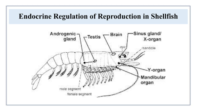 Endocrine control of maturation, spermatogenesis, Oogenesis, Spawning ...