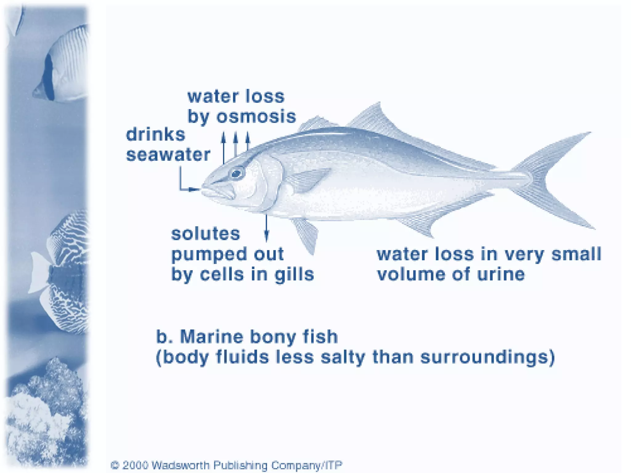 Endocrine control of osmoregulation in fish zeinab klaab | PPT