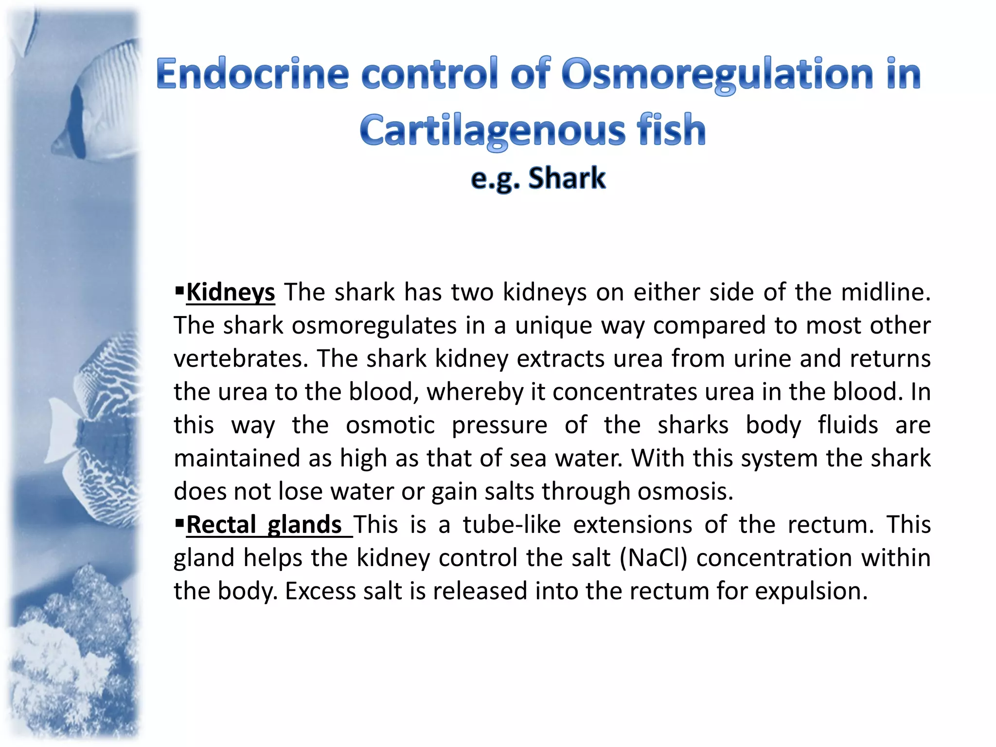 Endocrine control of osmoregulation in fish zeinab klaab | PPT