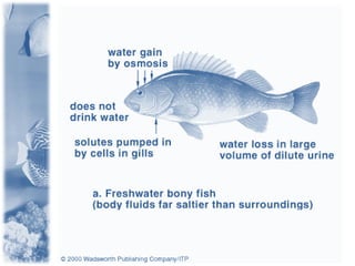 Endocrine control of osmoregulation in fish zeinab klaab | PPT