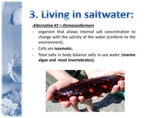 Endocrine control of osmoregulation in fish zeinab klaab | PPT