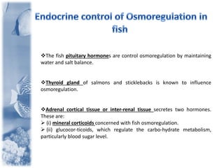 Endocrine control of osmoregulation in fish zeinab klaab | PPT