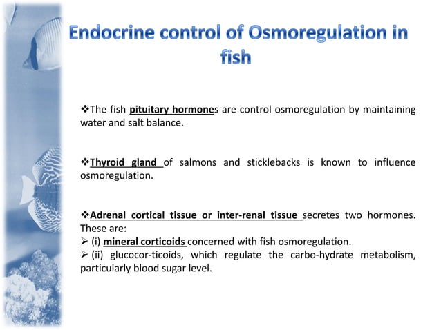 Endocrine control of osmoregulation in fish zeinab klaab | PPT