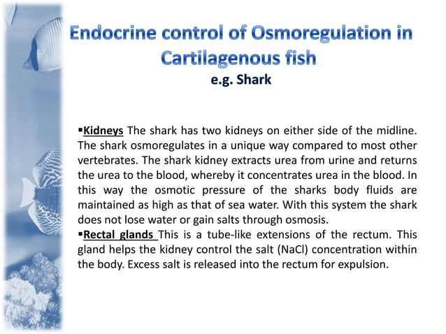 Endocrine control of osmoregulation in fish zeinab klaab | PPT
