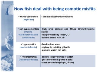 Endocrine control of osmoregulation in fish zeinab klaab | PPT