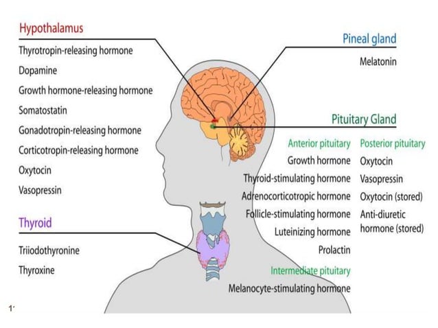 Endocrine Disorder.pptx