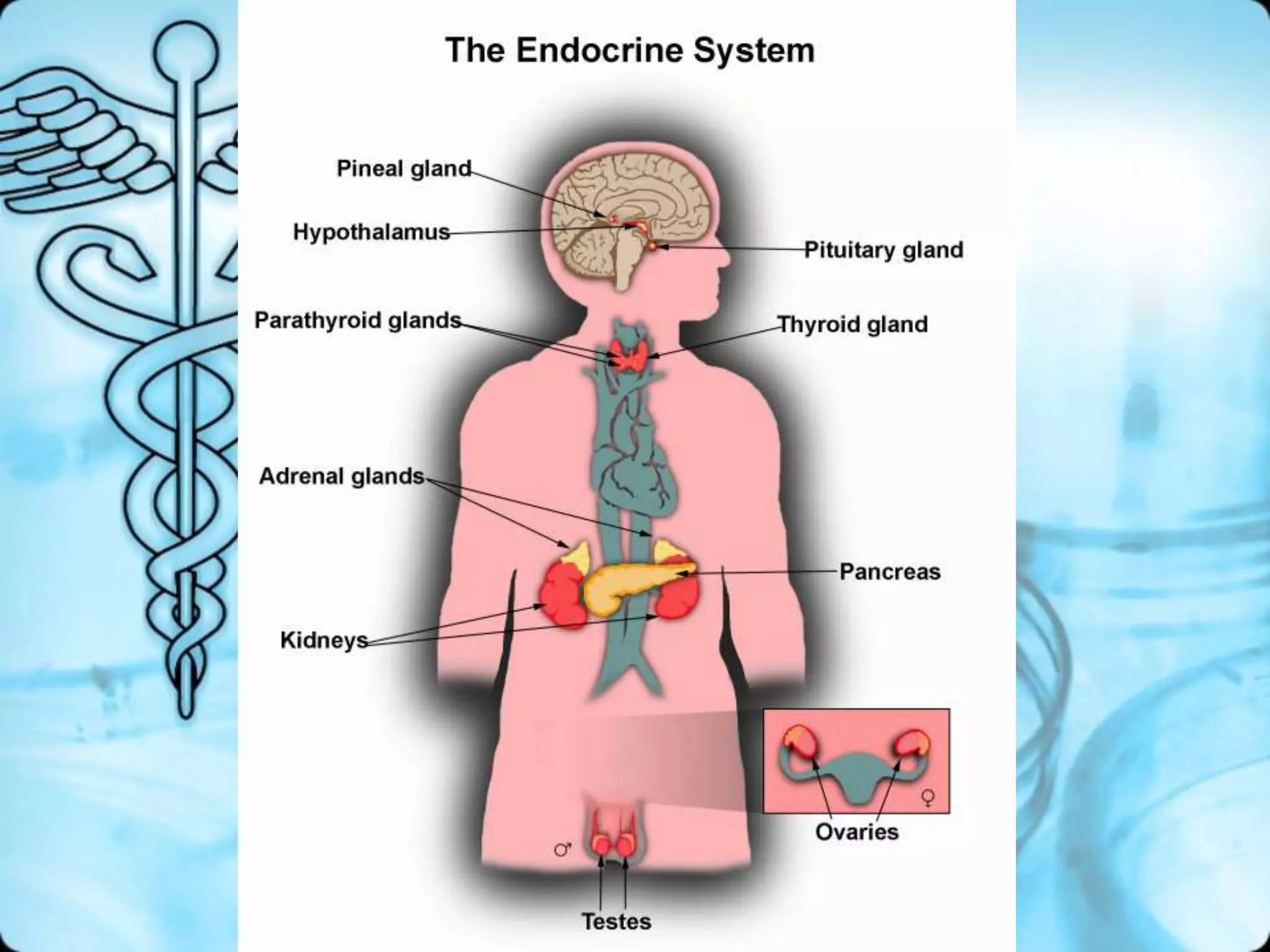 Endocrine disorders | PPTX