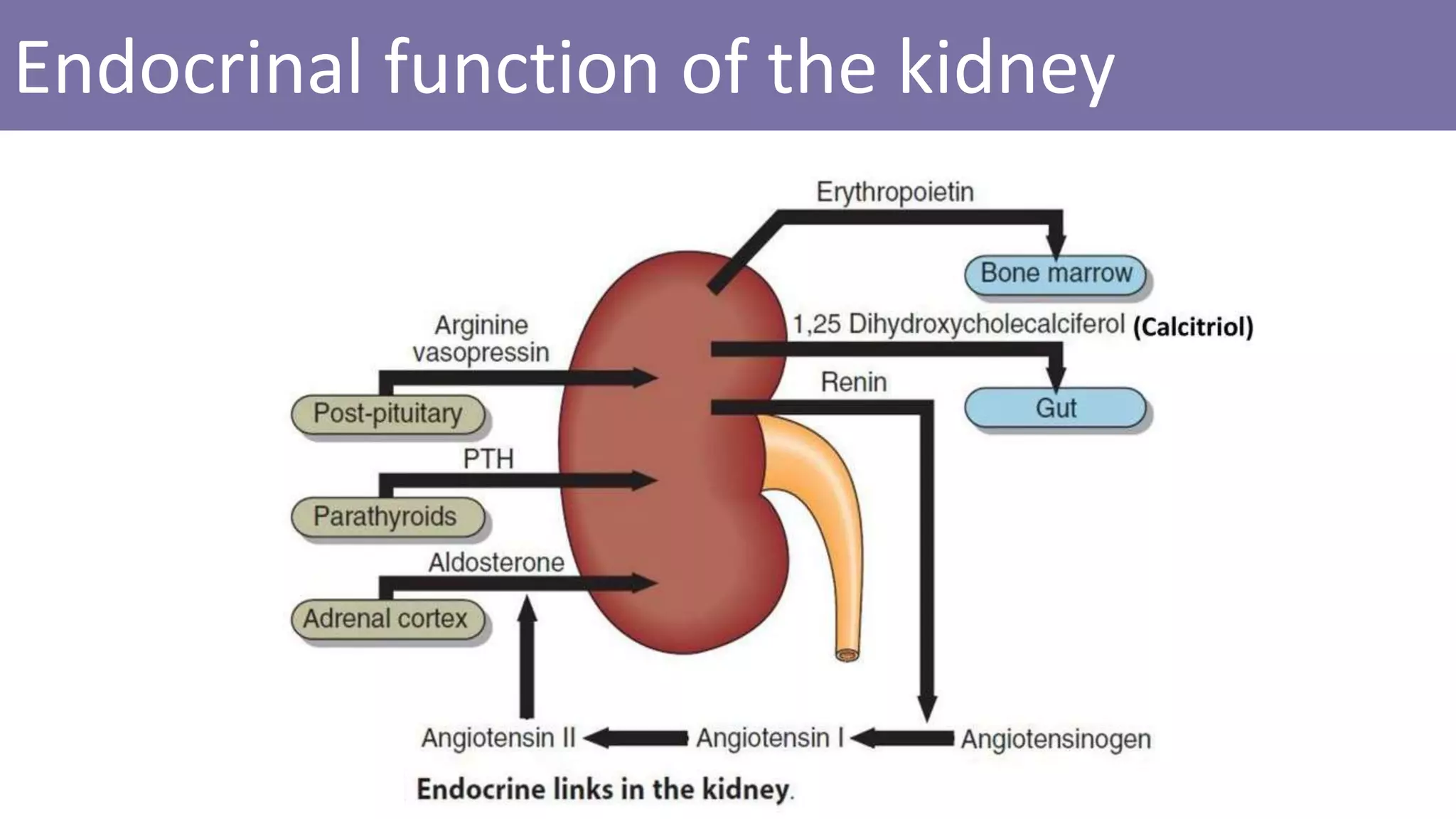 Endocrine disorders in CKD | PPTX