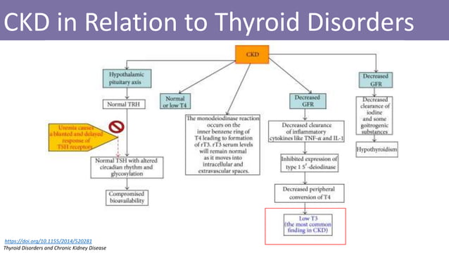 Endocrine disorders in CKD | PPTX | Hormonal Disorders | Endocrine and ...
