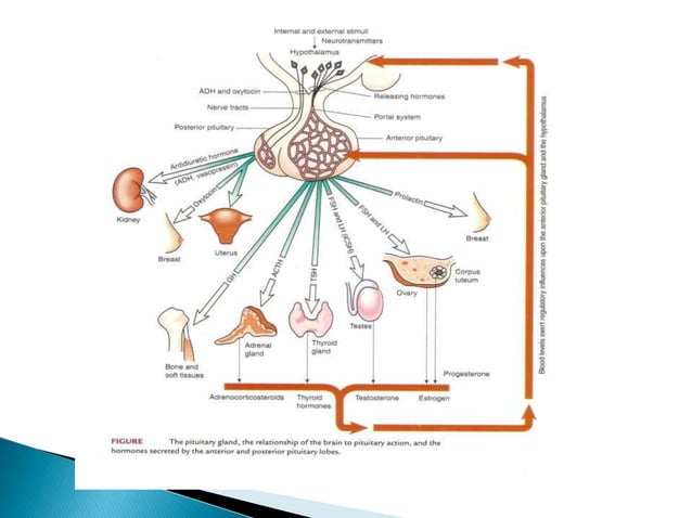 Endocrine disorders ppt | PPTX