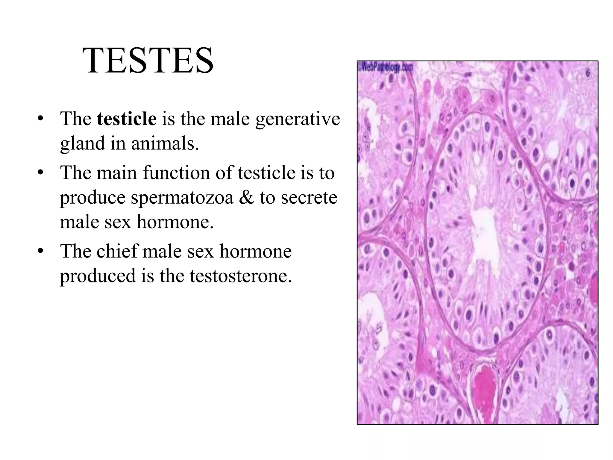 Endocrine disorders | PPTX