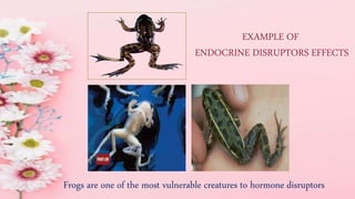 Endocrine Disruptors Chemicals | PPTX