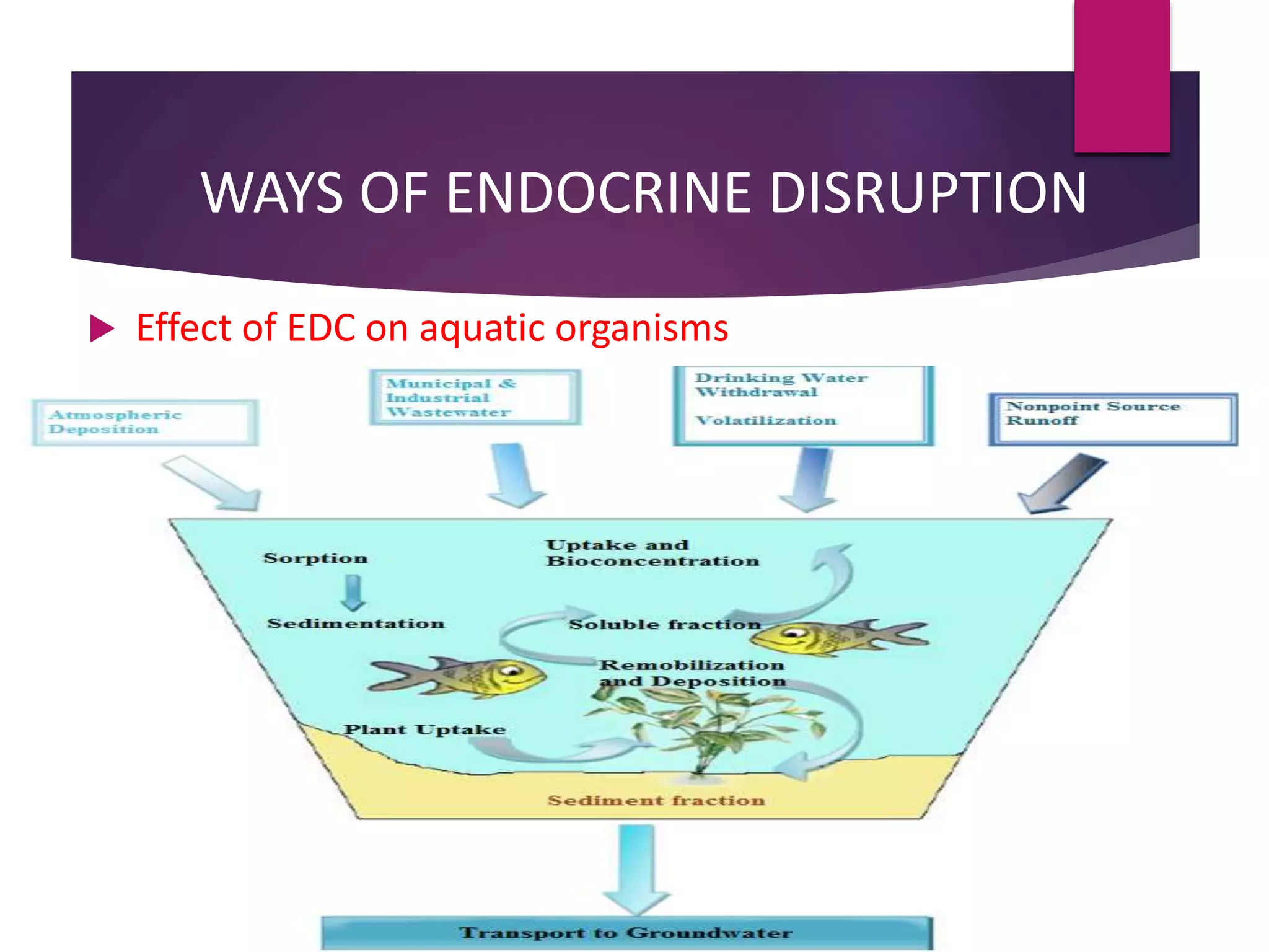 Endocrine disruptors | PPTX