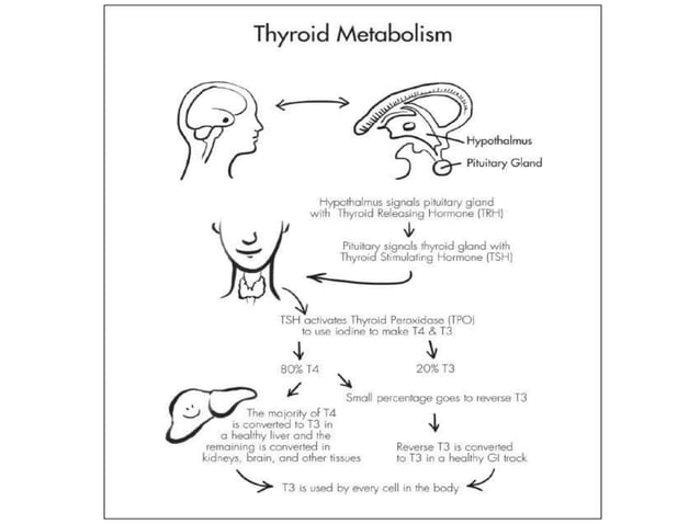 Endocrine dysfunction in cld | PPTX