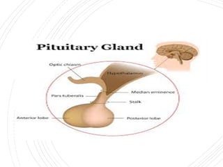 Endocrine_Exocrine_Detailed_HPA AXIS GLANDS | PPTX