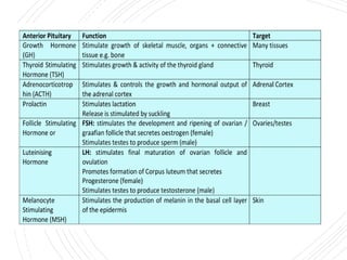 Endocrine_Exocrine_Detailed_HPA AXIS GLANDS | PPTX
