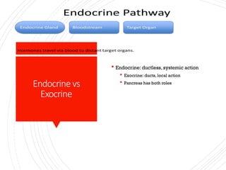 Endocrine_Exocrine_Detailed_HPA AXIS GLANDS | PPTX