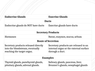 Endocrine_Exocrine_Detailed_HPA AXIS GLANDS | PPTX