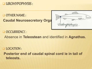 Endocrine Fish characteristic and introduction.pdf