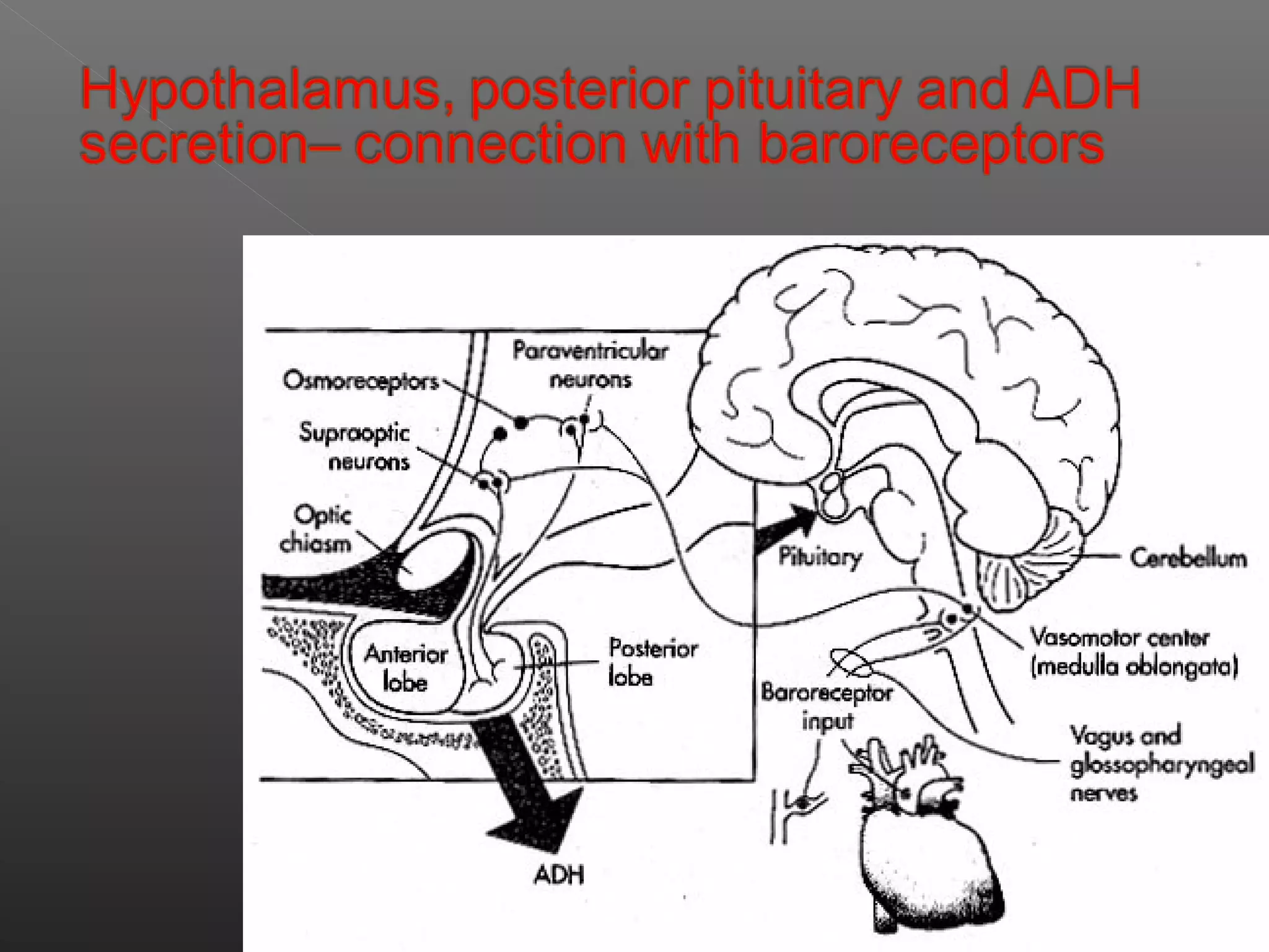 Endocrine function of hypothalamus and posterior pituitary | PPT
