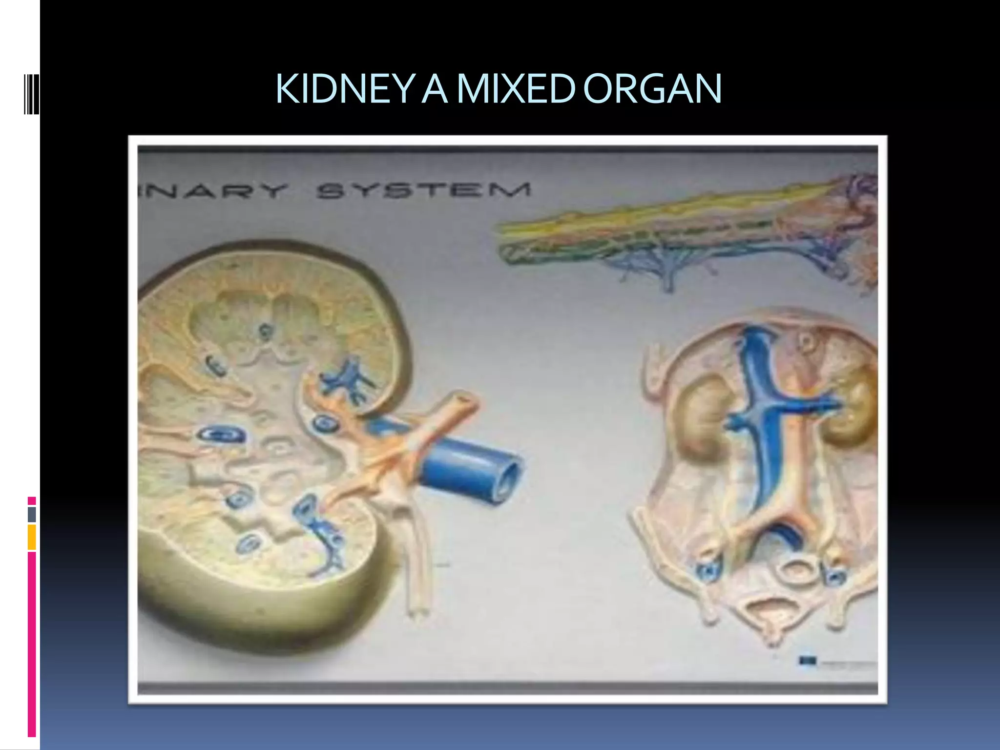 Endocrine function of kidney | PPTX