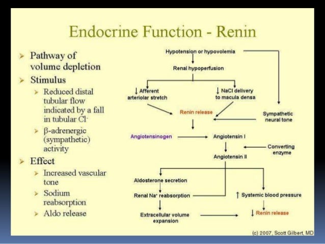 Endocrine function of kidney