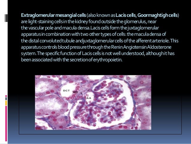 Extraglomerular Mesangial Cells
