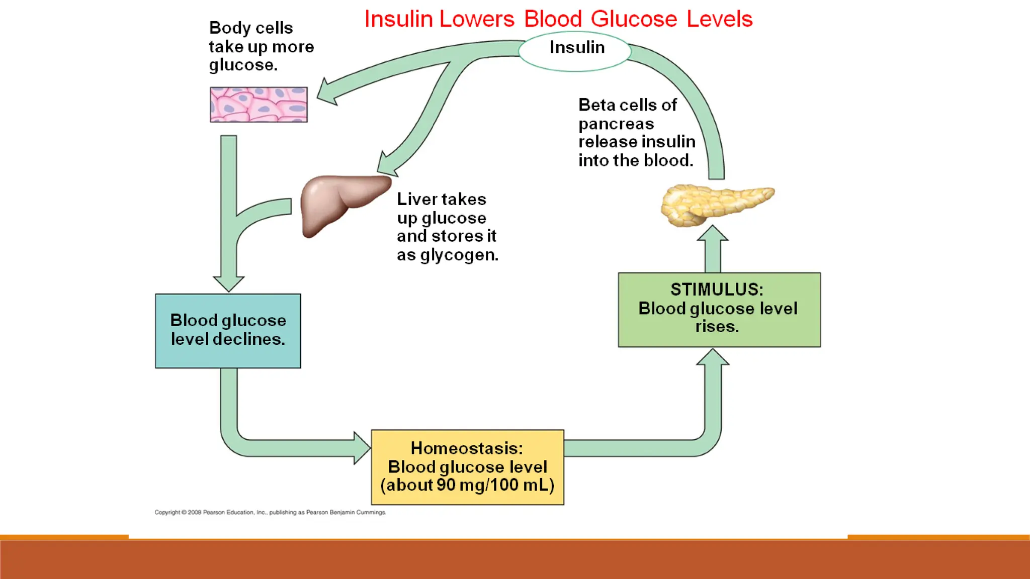 Endocrine function of pancrease.peyudrurudrdf | PDF